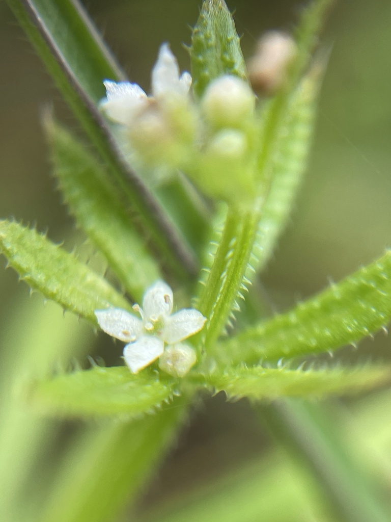 bedstraws from Fort Ord National Monument, Salinas, CA, US on April 07 ...