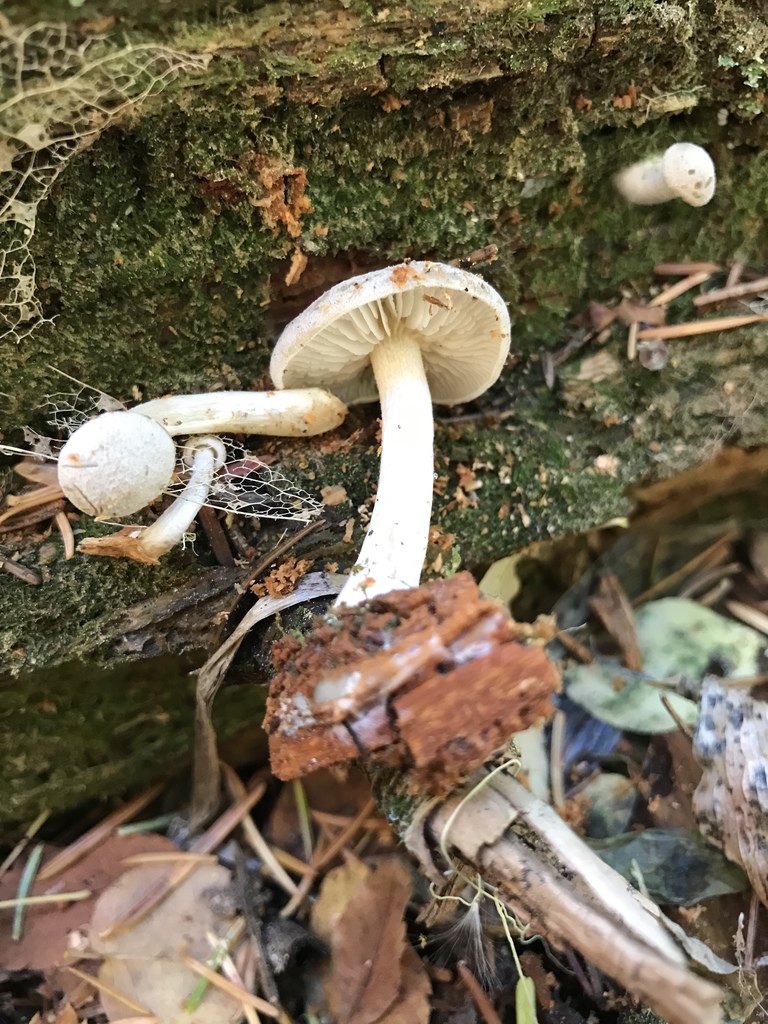 Ripartites from Linn County, US-OR, US on October 13, 2018 at 01:05 PM ...