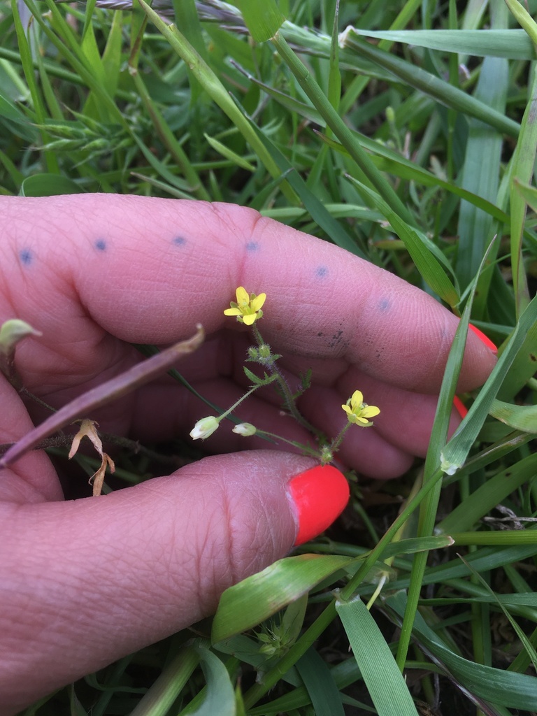 caper-fruited tropidocarpum in April 2023 by Angela Pai · iNaturalist