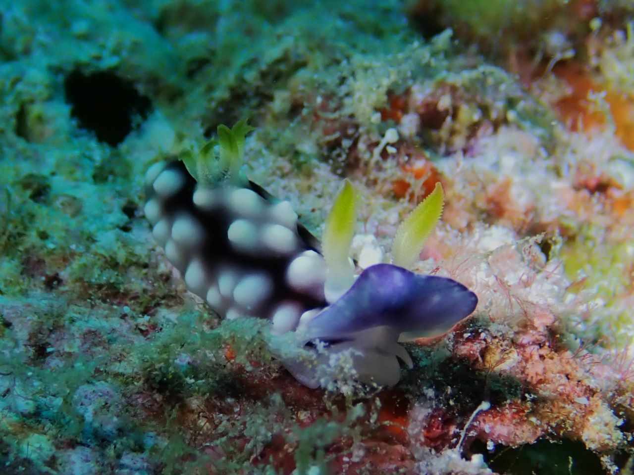 Goniobranchus geometricus (Risbec, 1928)