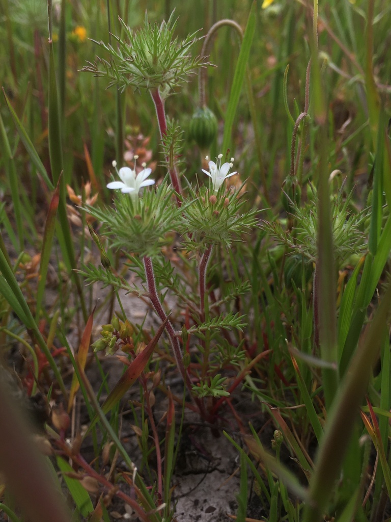 cotula navarretia in April 2023 by Angela Pai · iNaturalist