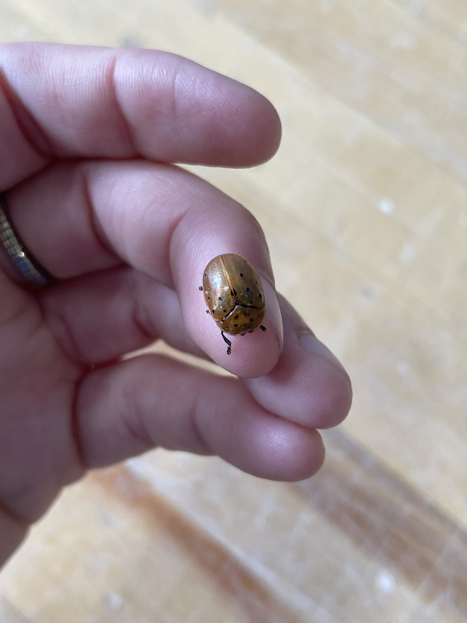 Chelymorpha cassidea (Fabricius, 1775)