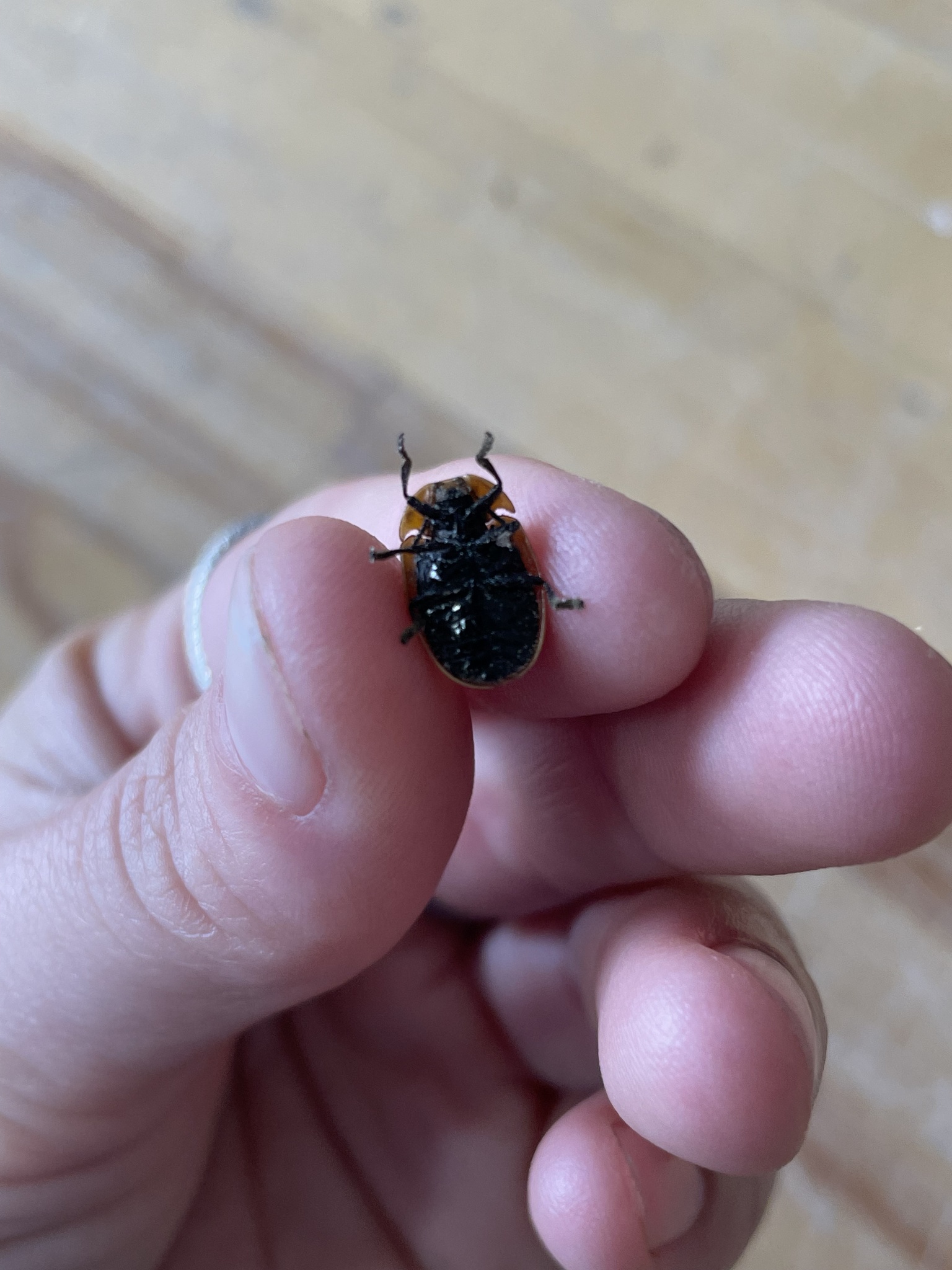 Chelymorpha cassidea (Fabricius, 1775)