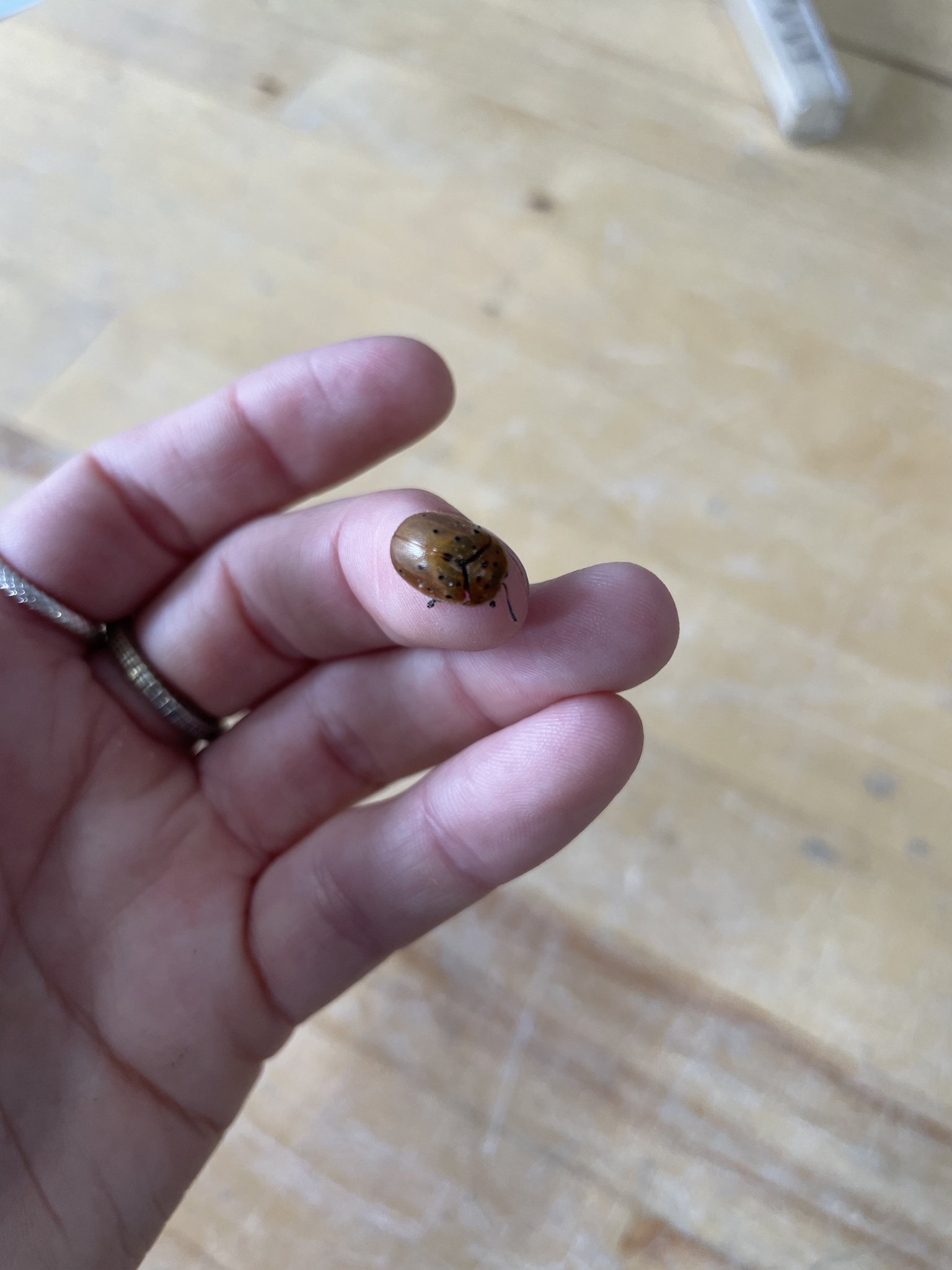 Chelymorpha cassidea (Fabricius, 1775)