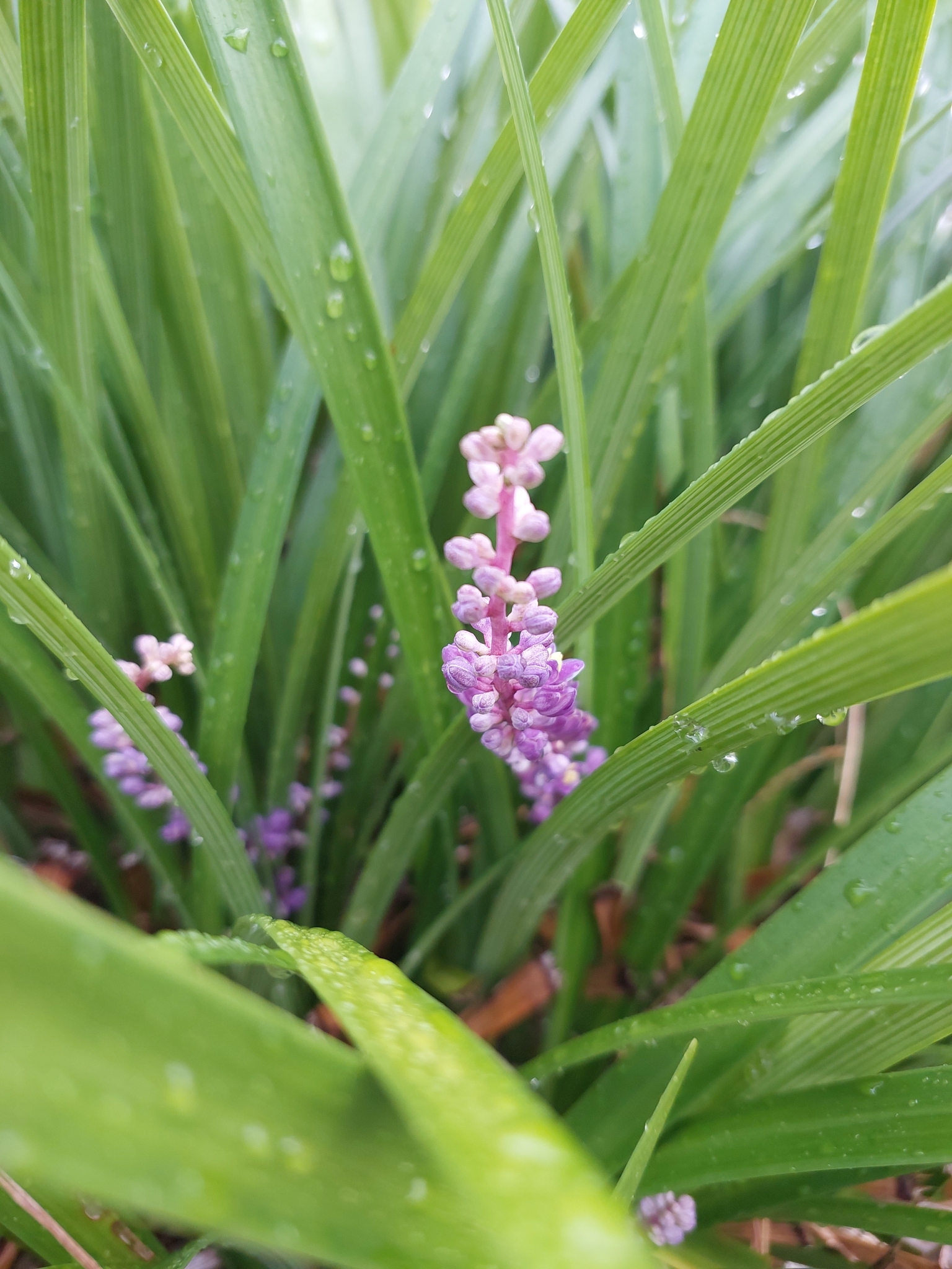 Liriope muscari (Decne.) L.H.Bailey