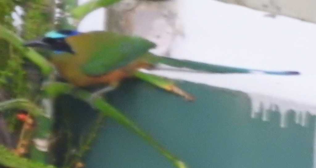 Whooping Motmot from Gamboa, Panama on March 25, 2023 at 06:25 PM by ...