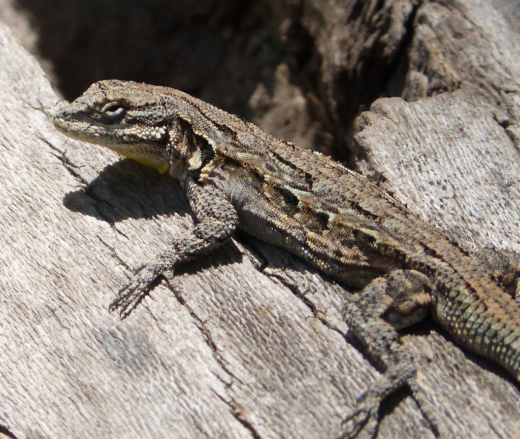 Ornate Tree Lizard (Lizards of Highlands Center for Natural History ...