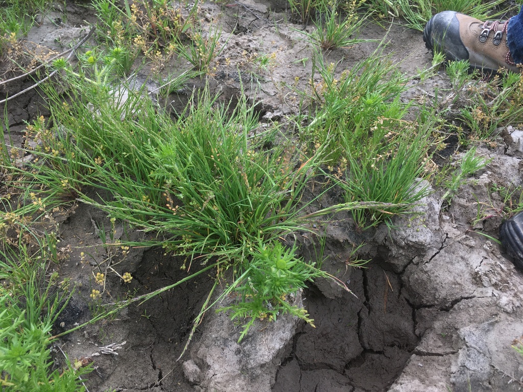 California alkali grass in April 2023 by Angela Pai · iNaturalist