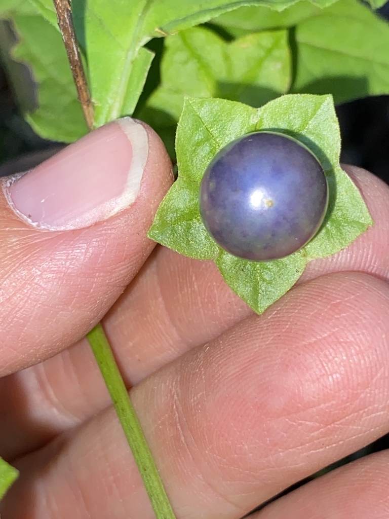 creeping false-holly from Santa Cruz County, AZ, USA on October 11 ...