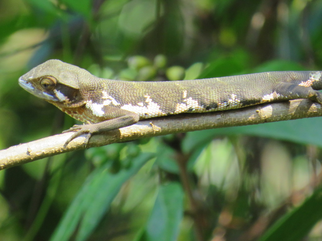 Berthold's Monkey Lizard from Nuquí, Chocó, Colombia on February 20 ...