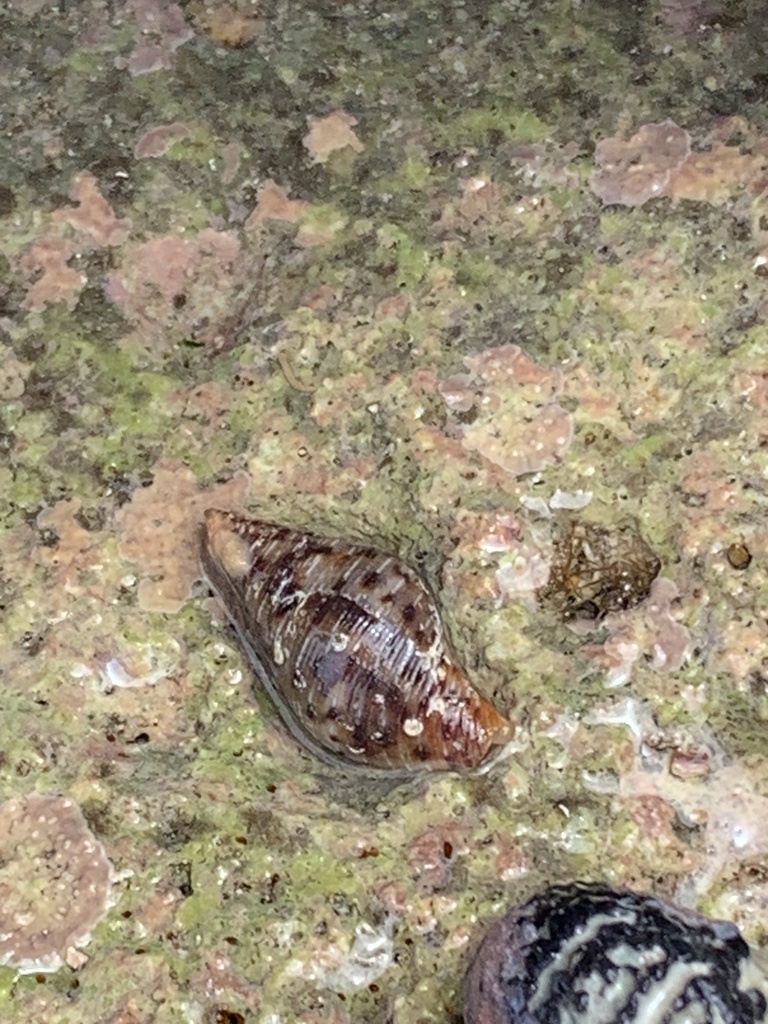 Pisania pusio from Saint Lucia, Saint Lucia, LC on April 07, 2023 at 10 ...