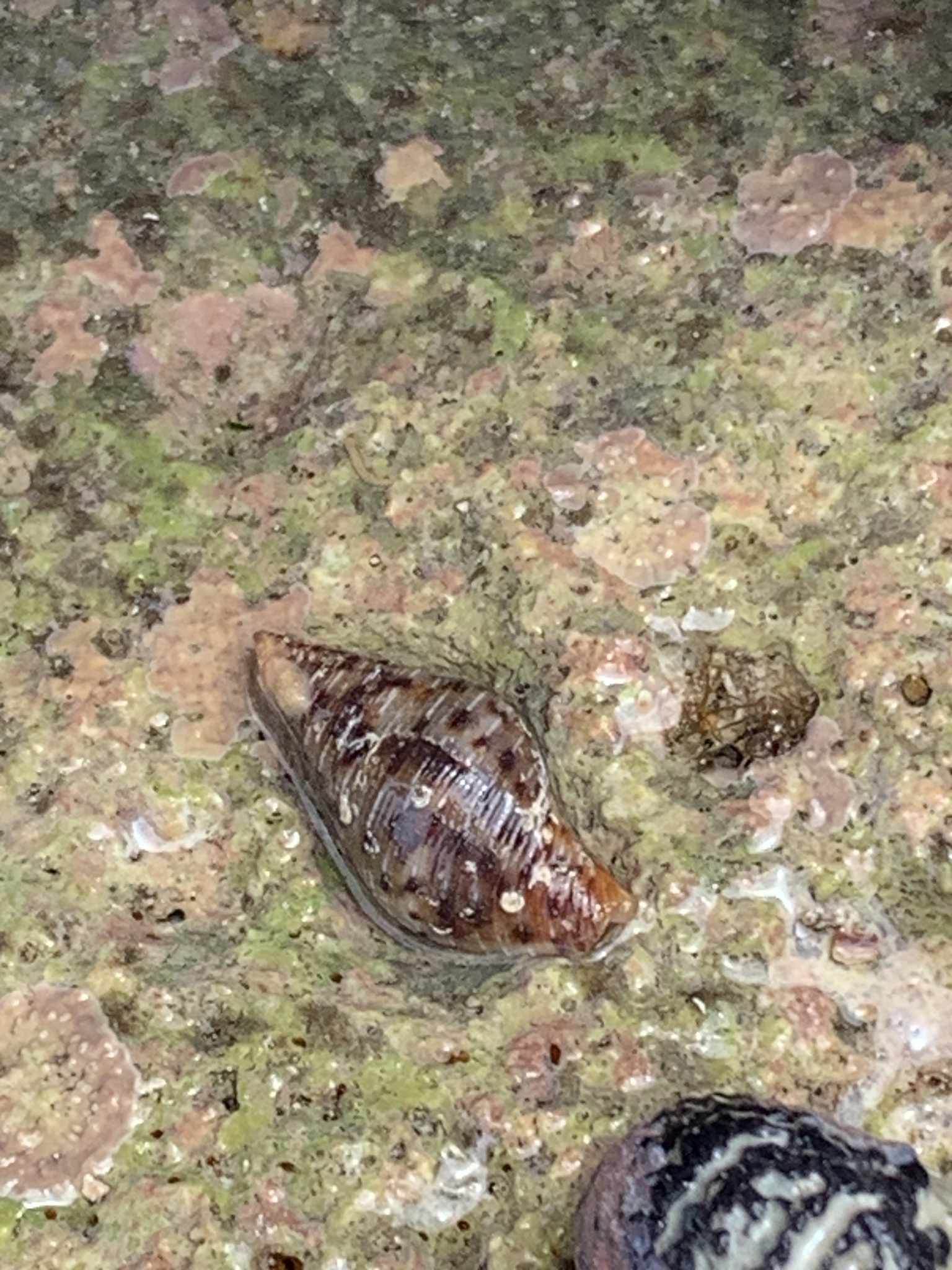 Pisania pusio (Linnaeus, 1758)