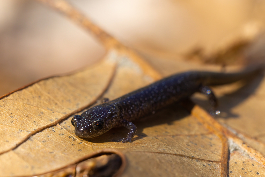 Eastern Red-backed Salamander from Lambton County, ON, Canada on April ...