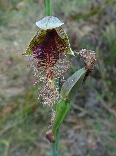 Calochilus kalaru · iNaturalist