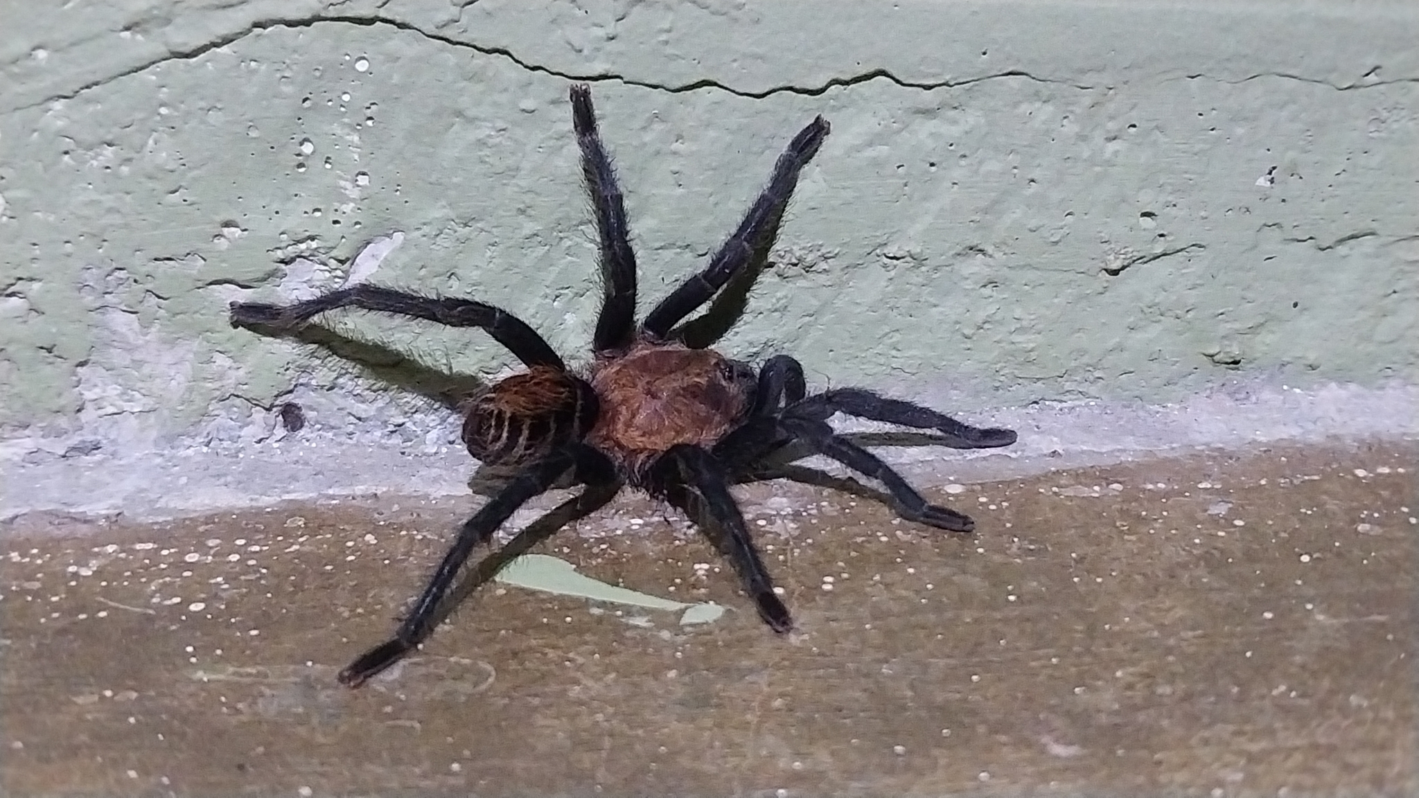 Davus ruficeps (Simon, 1891)