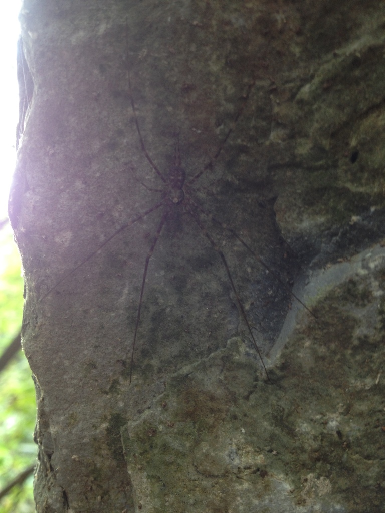 Neotama from Las cascadas de la silla, Guadalupe, Nuevo Leon on October ...