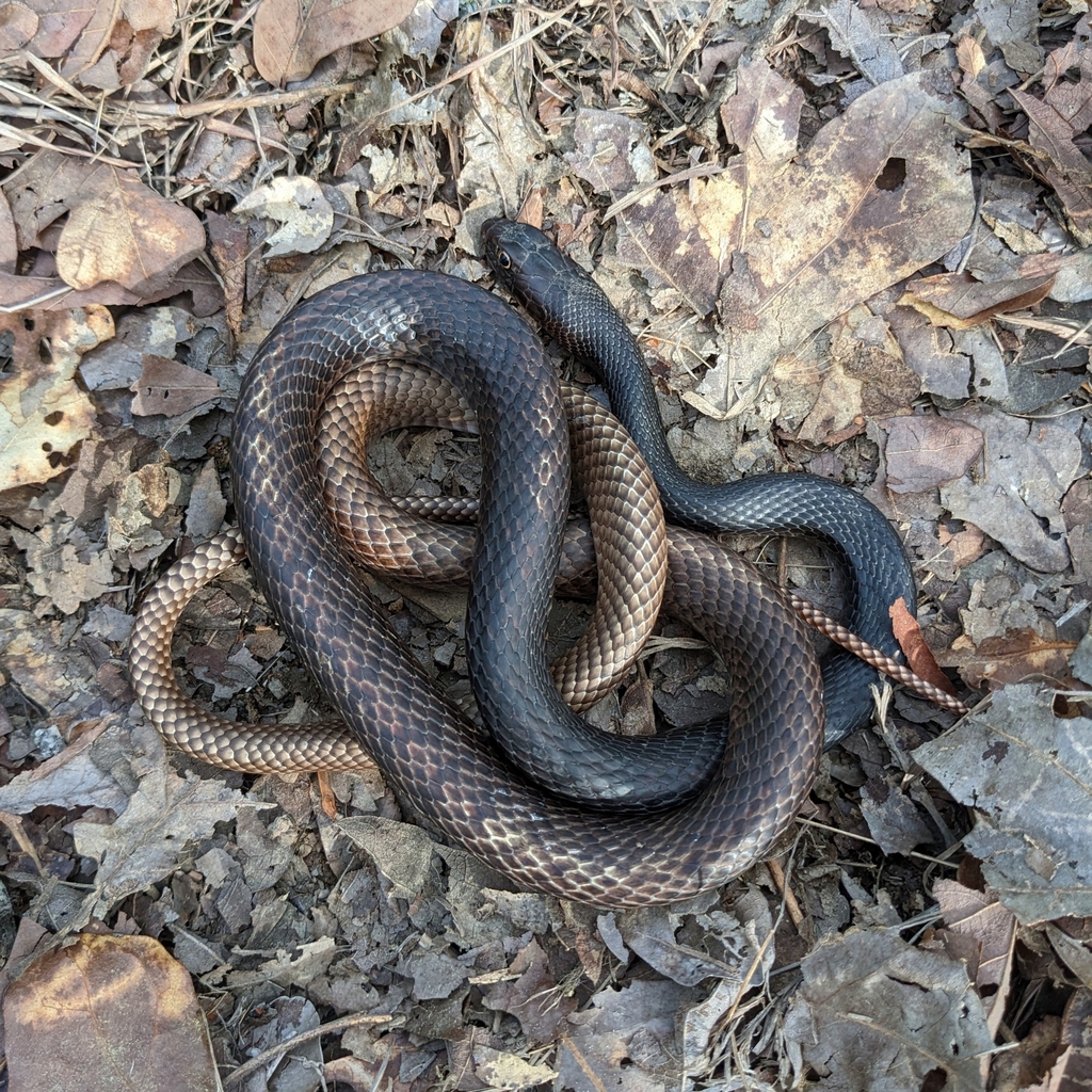 Eastern Coachwhip in April 2023 by Laura Neale · iNaturalist