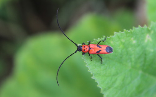 Tylosis hilaris · iNaturalist