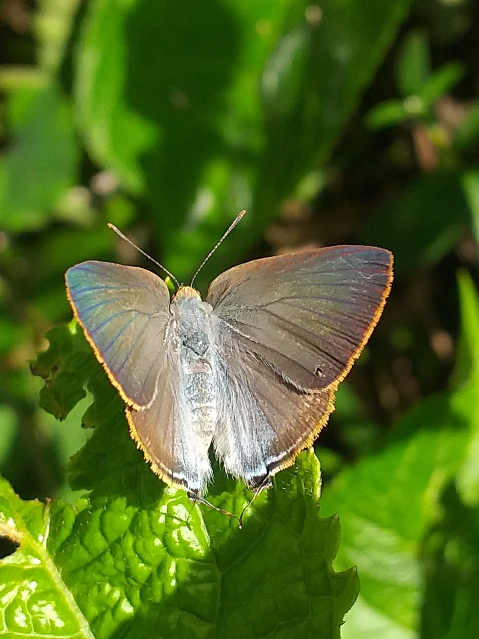 Rekoa palegon (Cramer, 1780)