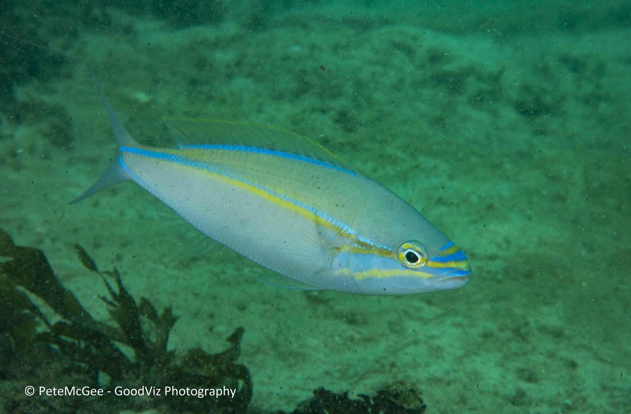 Pentapodus paradiseus (Günther, 1859)