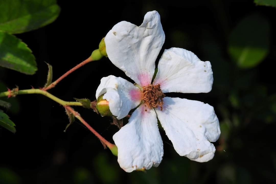 Rosa kwangtungensis T.T.Yu & H.T.Tsai