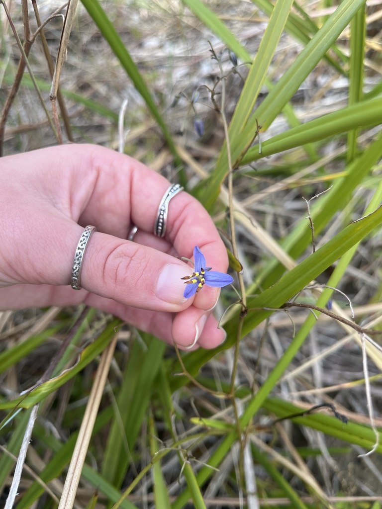 Blueberry Lily from Great Oyster Bay, Dolphin Sands, TAS, AU on April 8 ...
