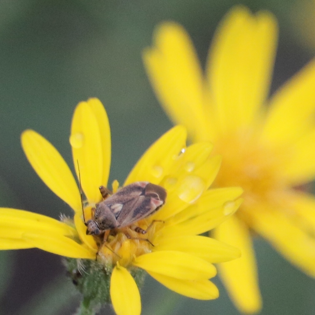 Red-spotted Aster Mirid from Lyndon B. Johnson National Grassland ...