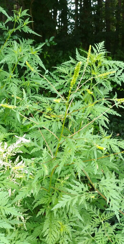 common ragweed from Lilburn, GA 30047, USA on July 24, 2022 at 07:23 PM ...