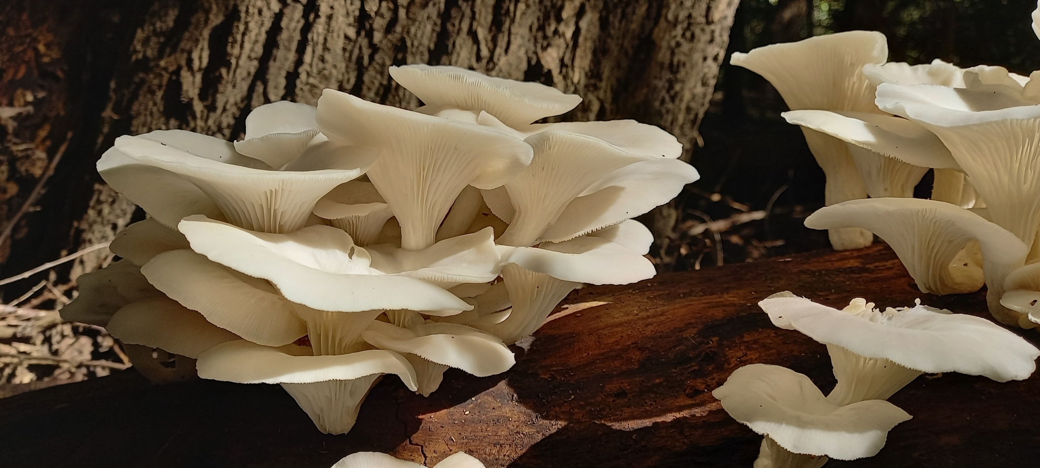 Pleurotus albidus (Berk.) Pegler