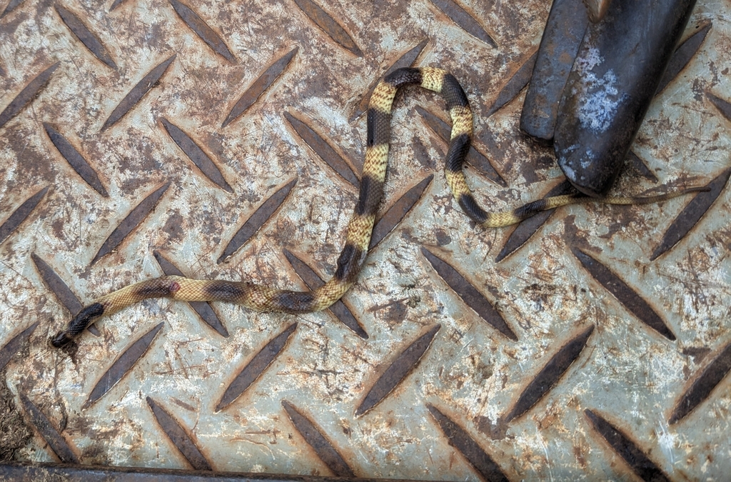 Western Brown Snake in April 2023 by Caroline. Juvenile snake, about ...