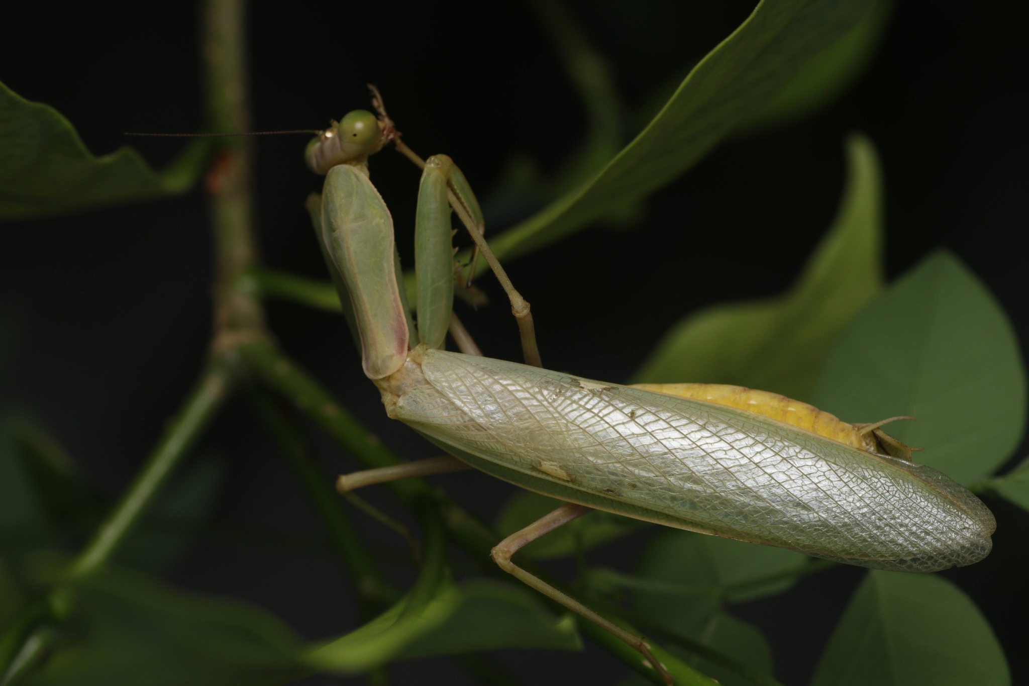 Hierodula tenuidentata Saussure, 1869