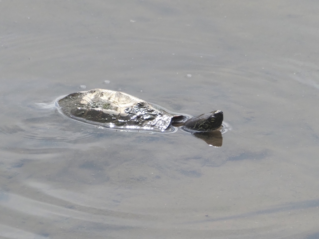 Mauremys reevesii (Gray, 1831)