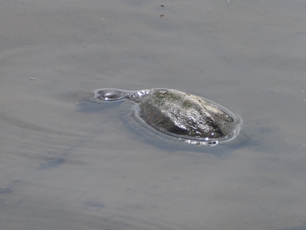 Mauremys reevesii (Gray, 1831)