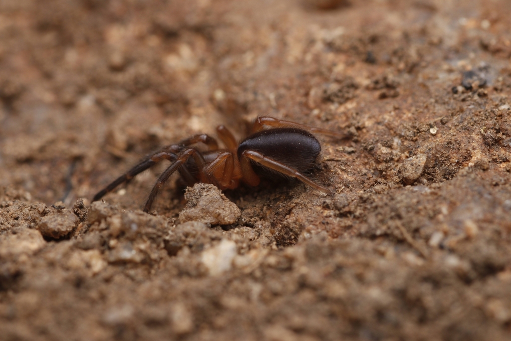 Tube-web Spiders from Devarayana Durga on April 02, 2023 at 07:18 PM by ...