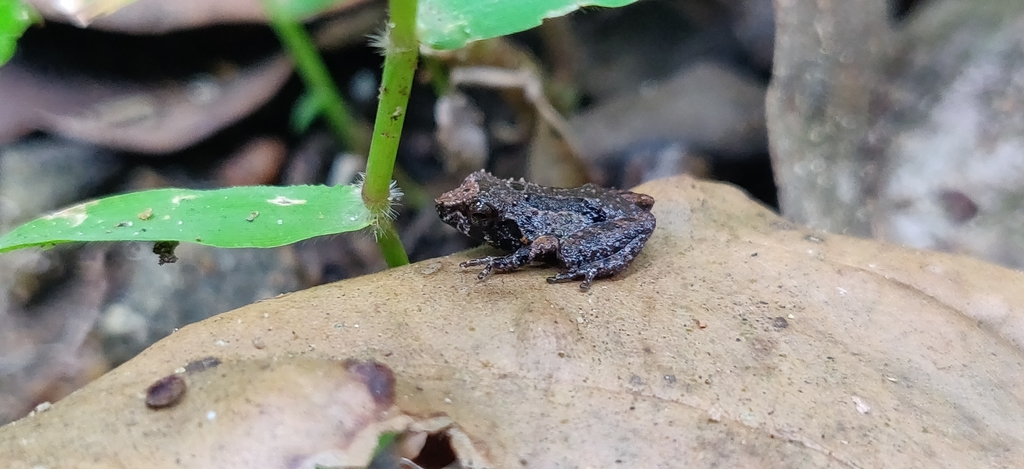 Griet's Bush Frog in April 2023 by T R Shankar Raman. 1 cm size ...
