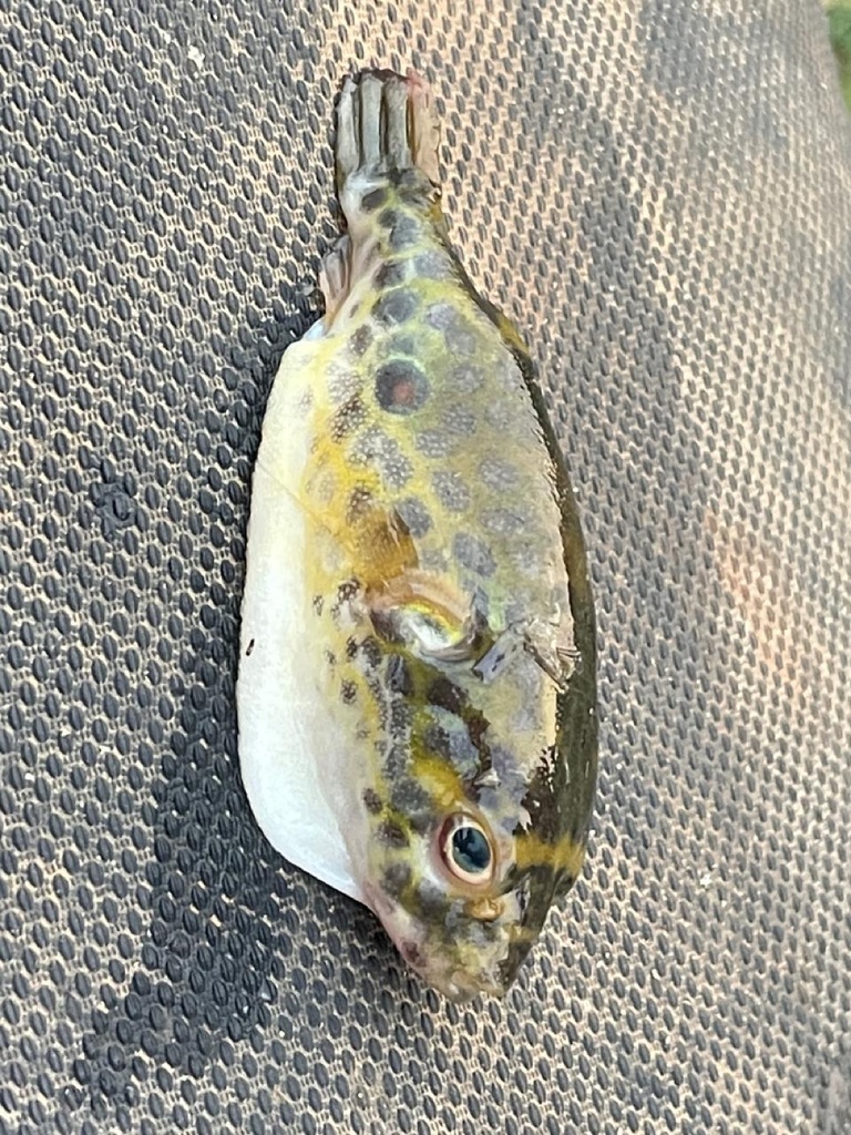 Pufferfishes from Kampog Puoy reservoir, Banan, Provincia de Batdambang ...