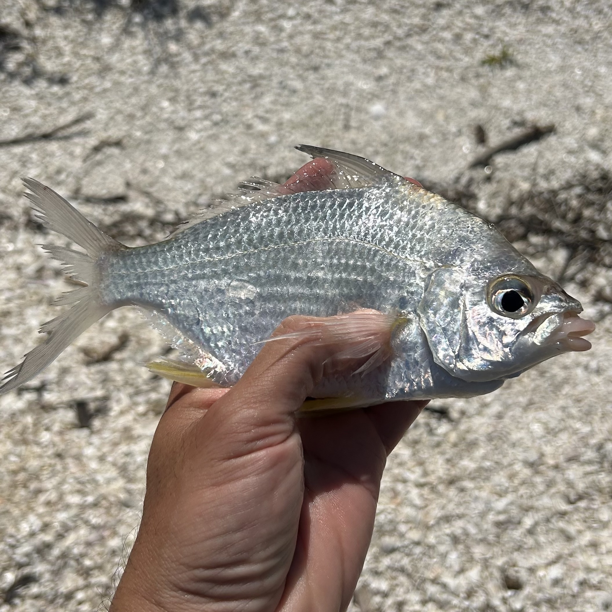 Diapterus auratus Ranzani, 1842