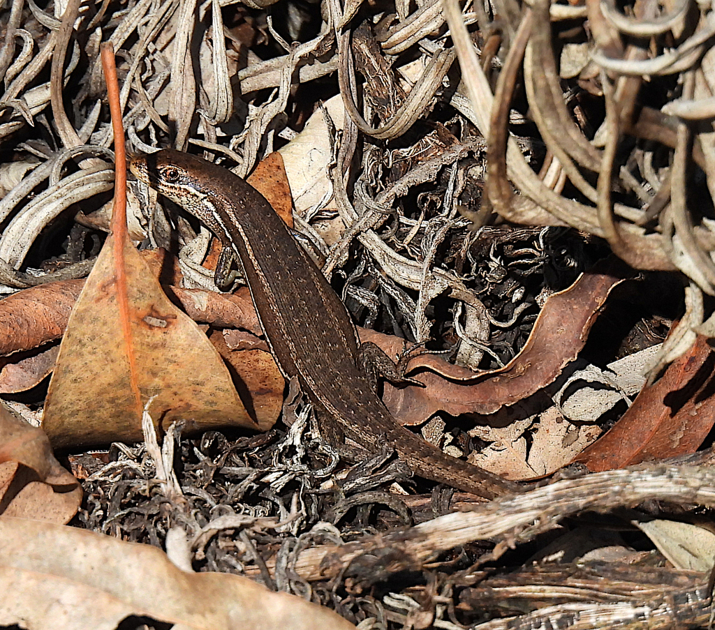 Lively Rainbow Skink from Jinker Track, Arana Hills, Brisbane QLD ...