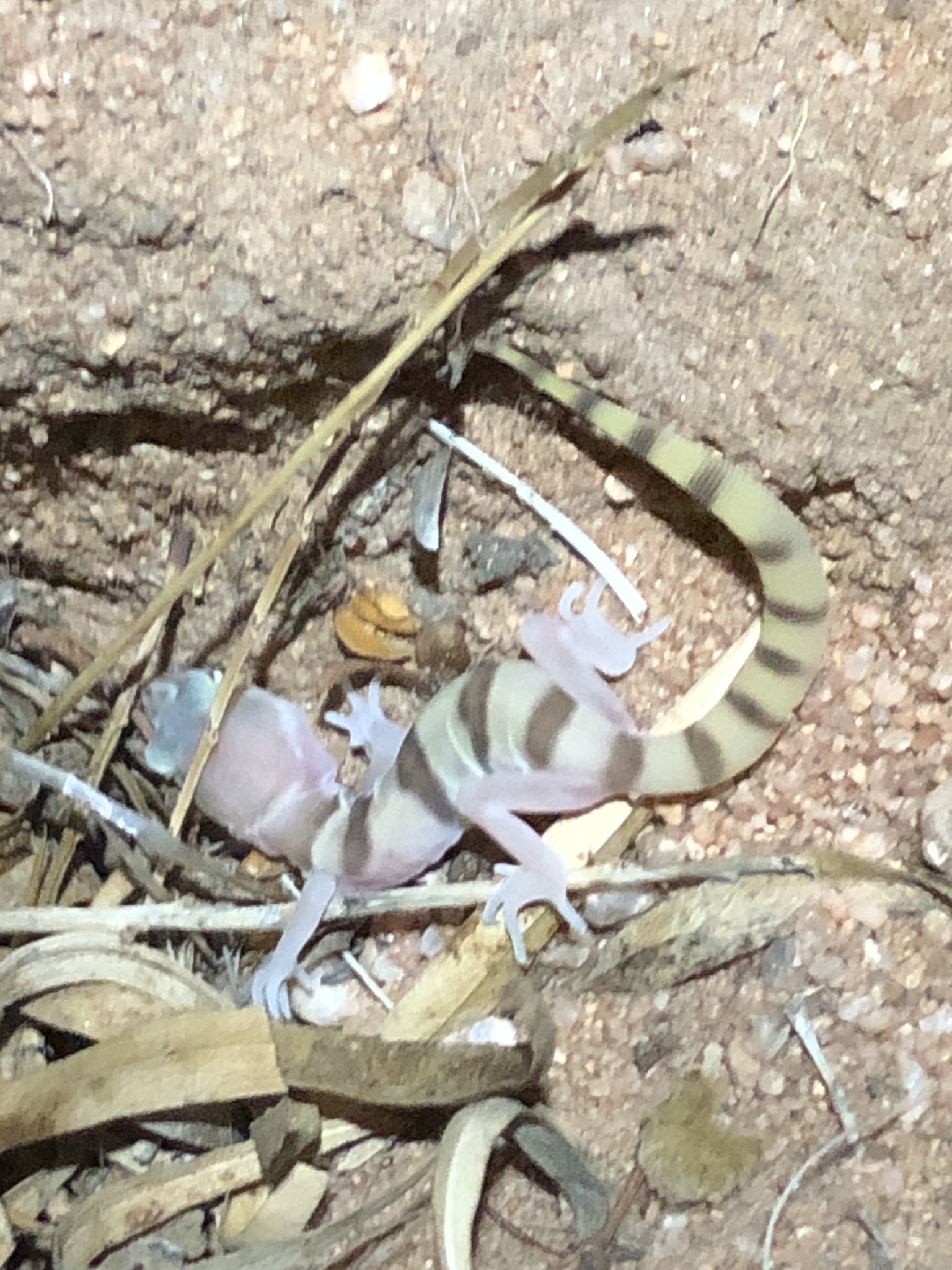 Coleonyx variegatus variegatus