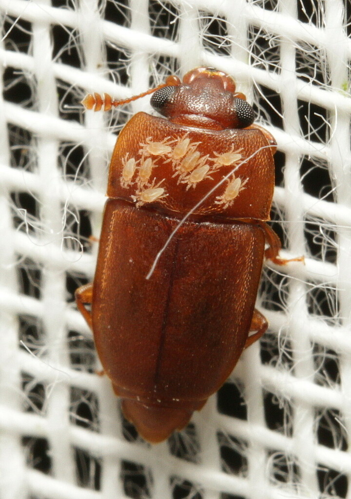 Cucujiform Beetles from Edge Hill on April 07, 2023 at 11:03 PM by ...