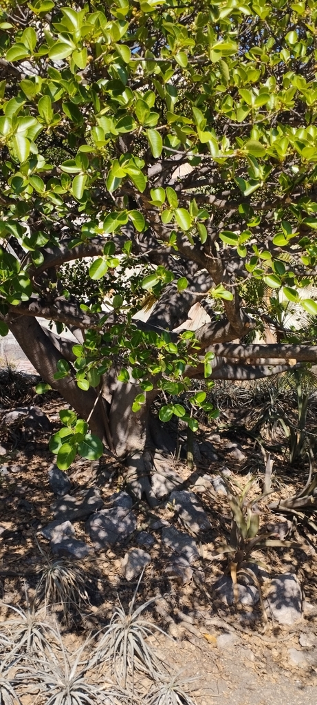 Kooboo-berry from RUTA INDEPENDENCIA, Centro, Oaxaca de Juárez, Oax ...