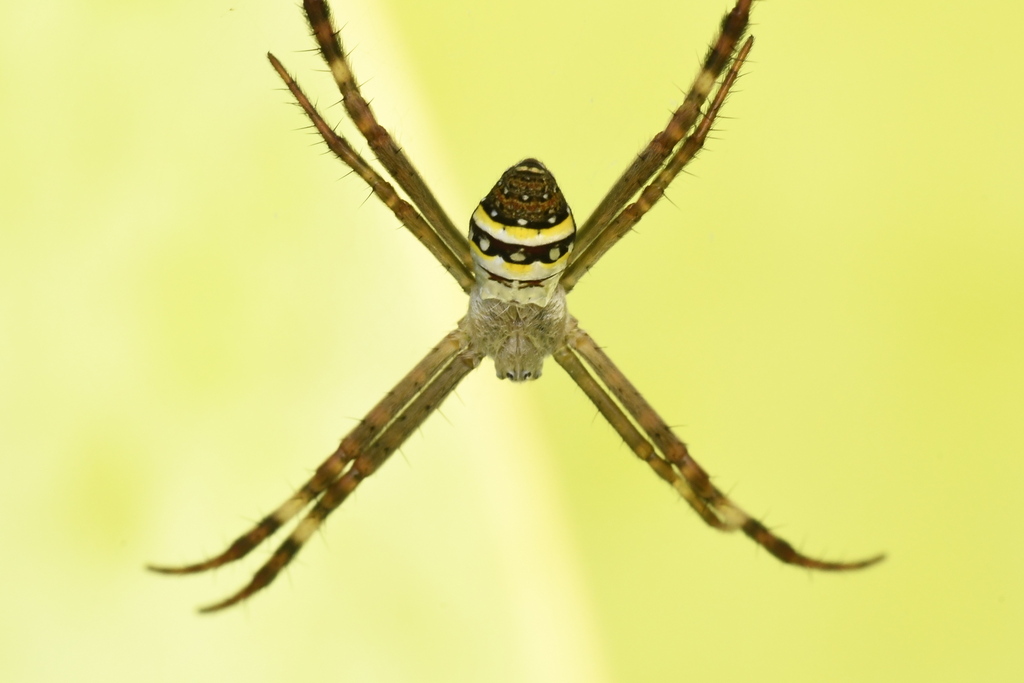Saint Andrew's Cross Spider in April 2023 by wedge-tailed_eagle ...