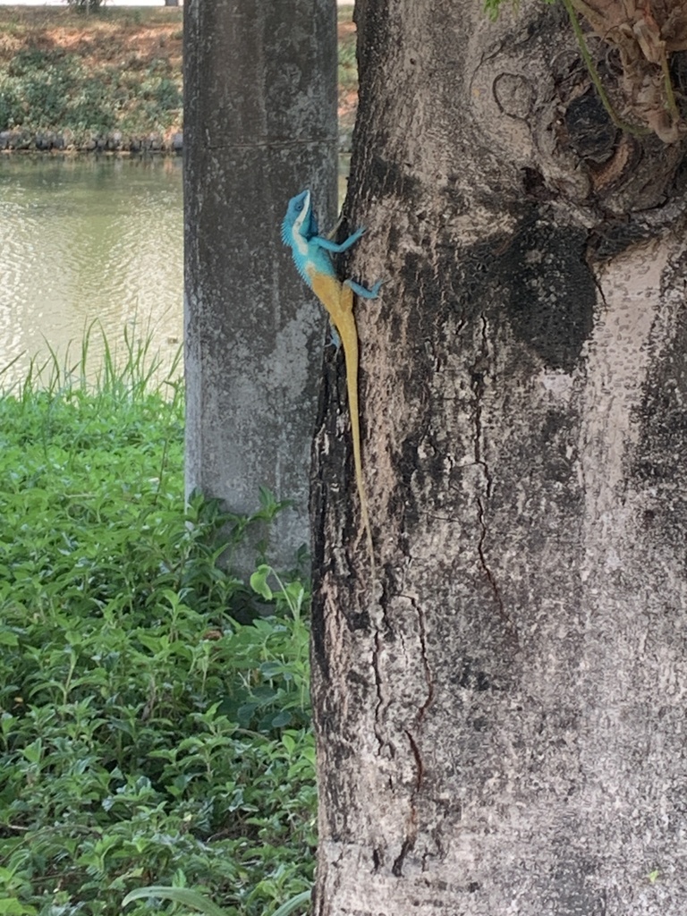 Myanmar Blue Crested Lizard from シリアム, ラングーン, MM on April 8, 2023 at 11 ...