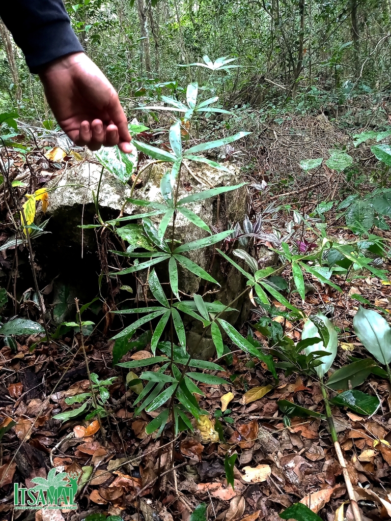 bamboo cycad in April 2023 by Mónica Aguilar/Obed Godinez · iNaturalist