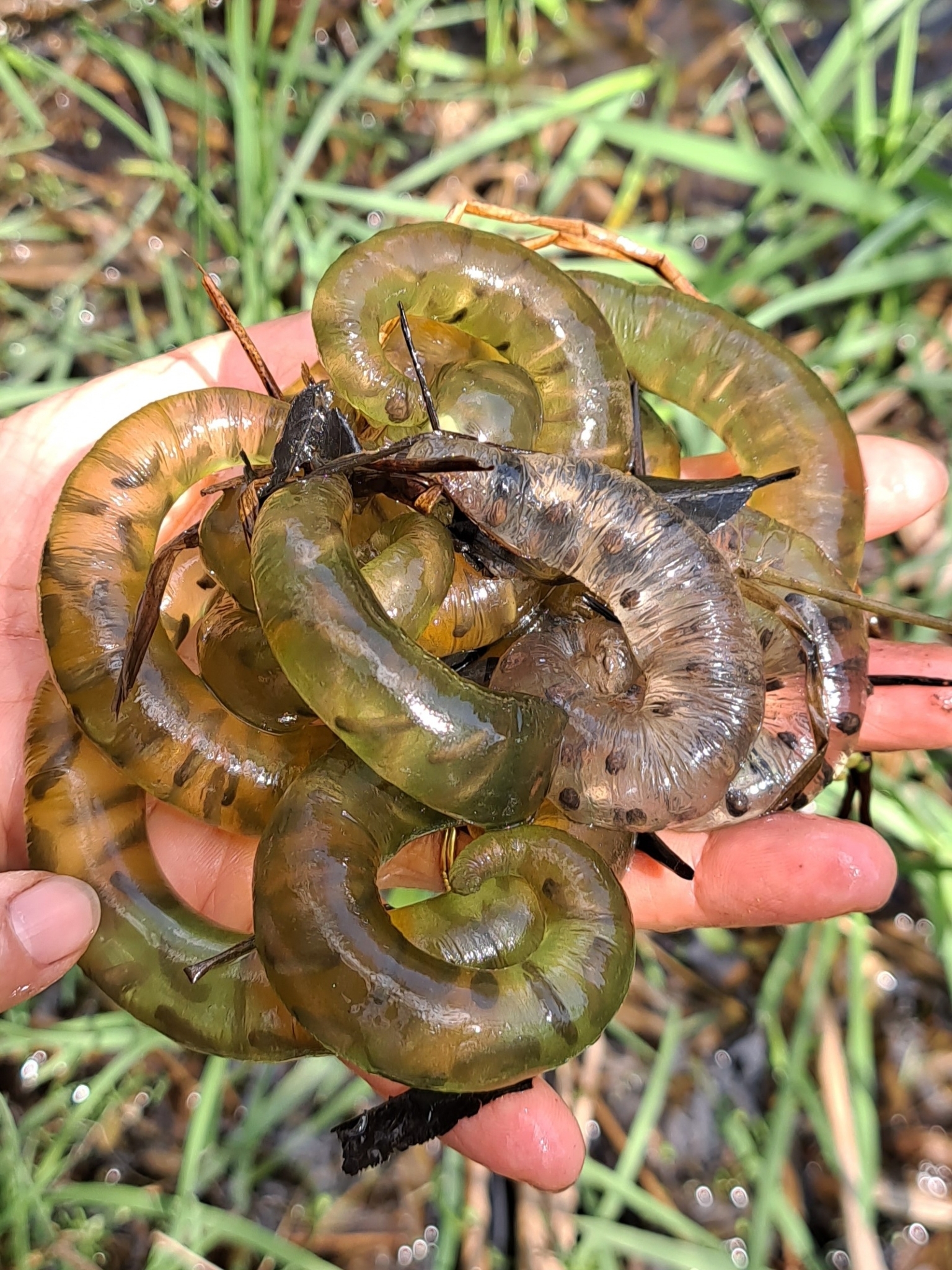 Hynobius leechii Boulenger, 1887