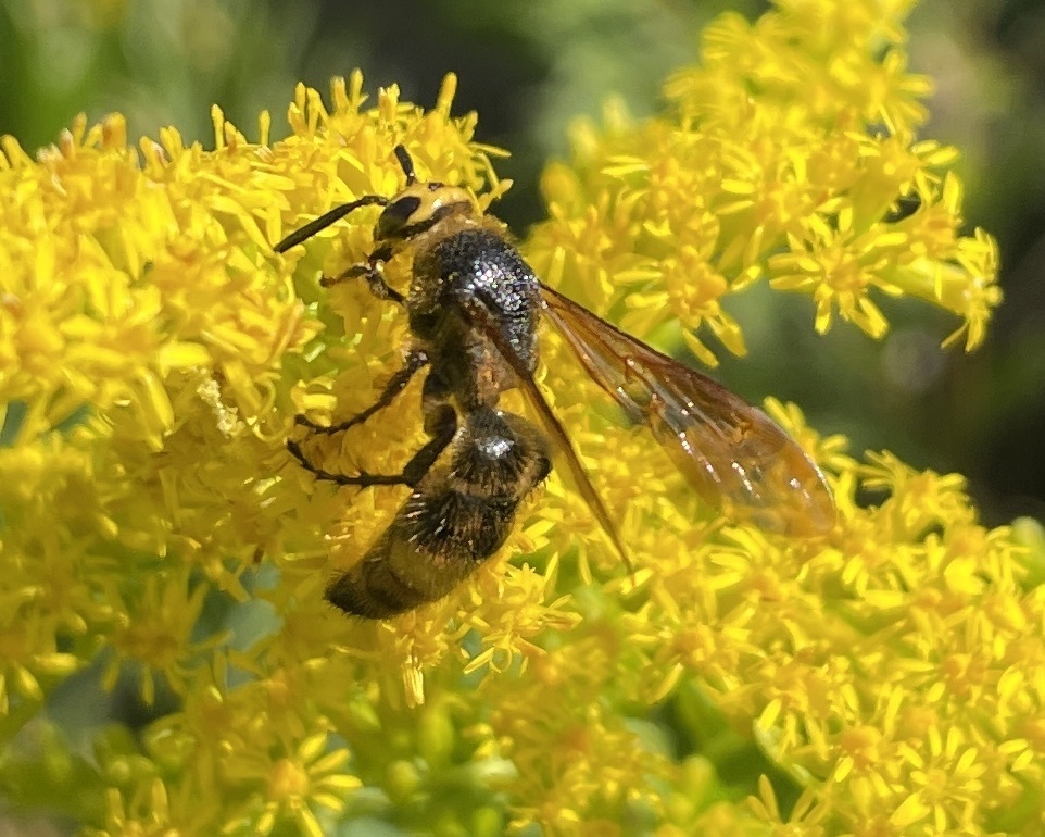 Scolia watanabei from 南港東2丁目, 大阪市住之江区, 大阪府, JP on October 14, 2022 at ...
