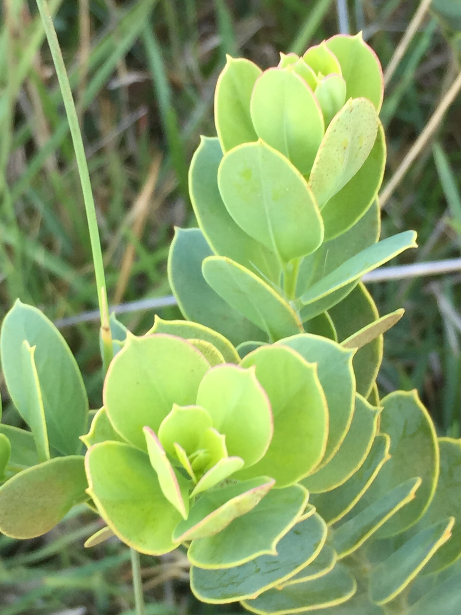 Osyris compressa (P.J.Bergius) A.DC.