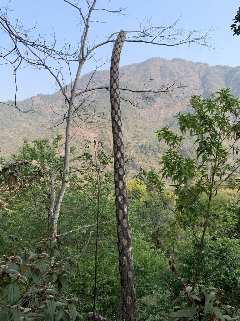 Flying Spider Monkey Tree Fern from 和平區, TW on March 18, 2023 at 07:36 ...