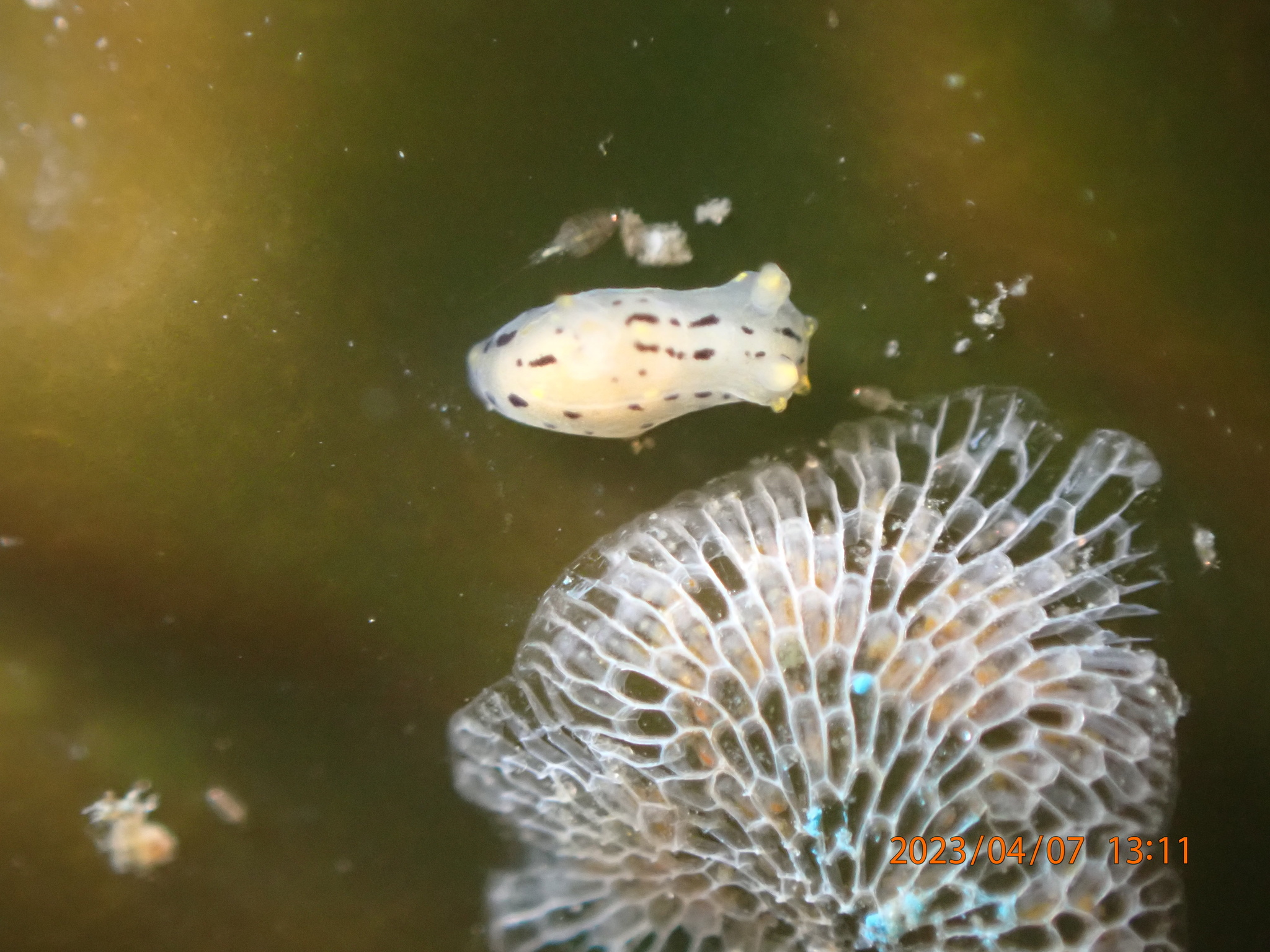 Polycera atra MacFarland, 1905