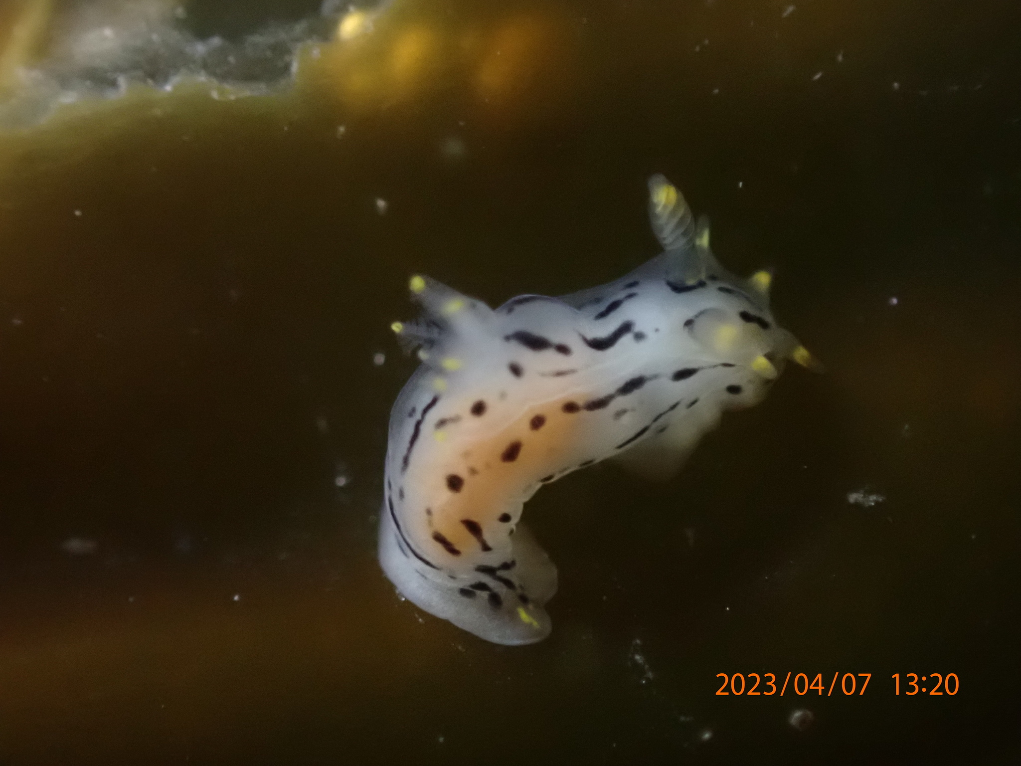 Polycera atra MacFarland, 1905